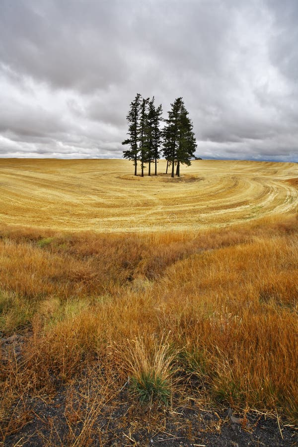 Small grove in fields stock photo. Image of scenic, cloudscape - 17584772