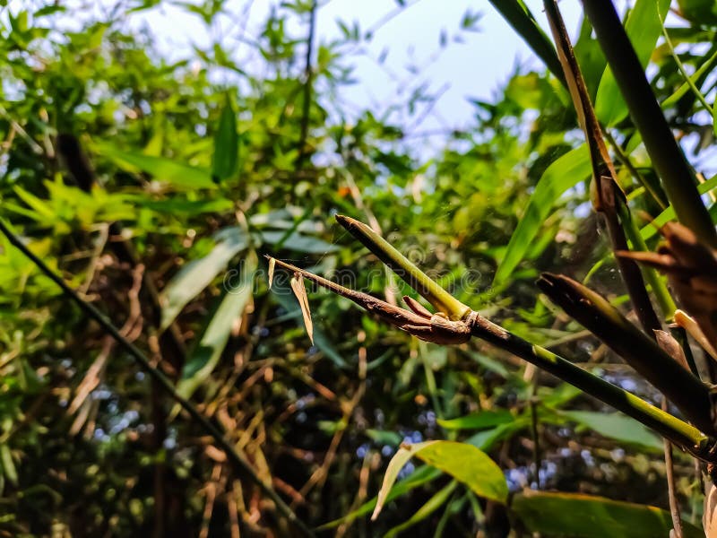 This is the Small Growing Branch of the Bamboo Tree Close-up Shot in ...