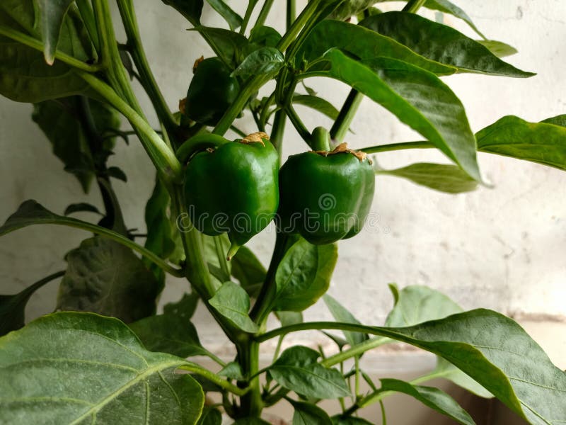 Small Growing Green Capsicum Hanging on Tree,Bell Pepper Tree Images ...