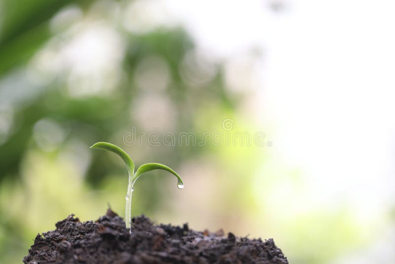 Small Growing Sprout with Water Drop Stock Image - Image of drop ...