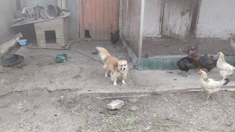 Small Guard Dog on a Chain in a Farm Yard Waving Its Tail Stock Video ...