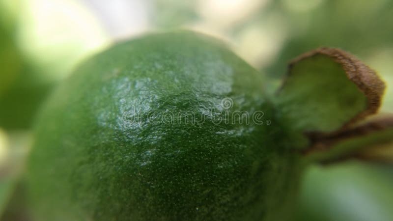 Small guava fruit stock photo. Image of africa, fruit - 51393548