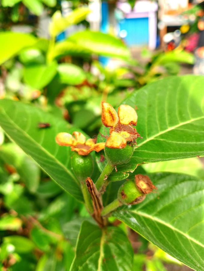 The Small Guava Fruit that Grows at the Tip of the Guava Tree Stock ...