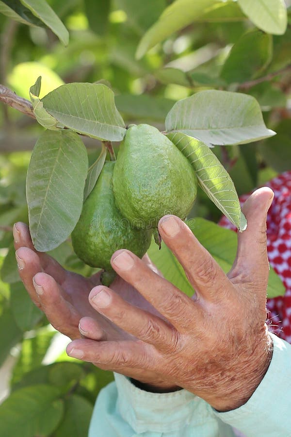 658 Guava Hand Stock Photos - Free & Royalty-Free Stock Photos from ...