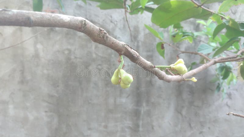 The Small Guava Fruit Looks Wilted in Summer Stock Image - Image of ...