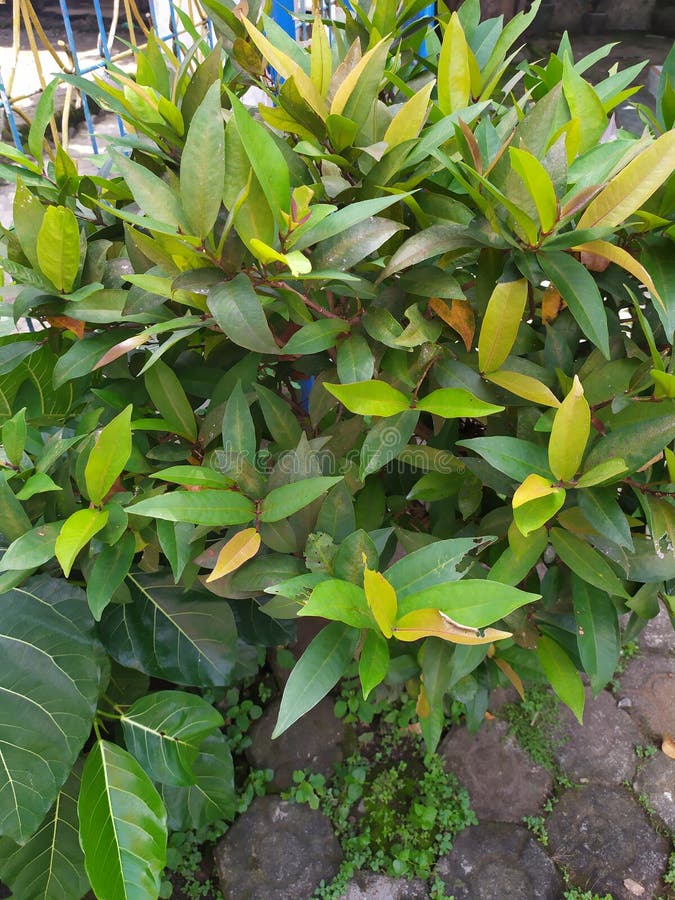 Small Guava, Cherry Guava or Cattley Guava on Tree Branch Stock Photo ...