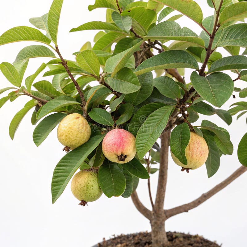 Small Guava Tree with Guava on White Background Stock Illustration ...