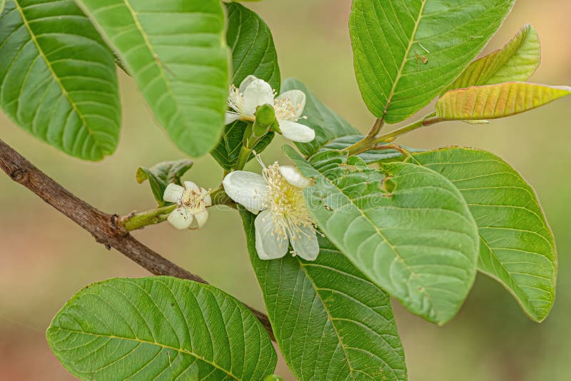 Small Guavas Fruit stock photo. Image of fruit, leaf - 258937444
