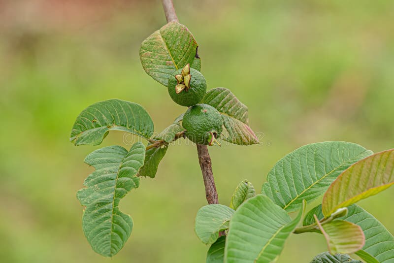 Small Guavas Fruit stock image. Image of petal, fruit - 258937413