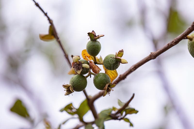 Small Guavas Fruit stock image. Image of flower, flora - 288920547