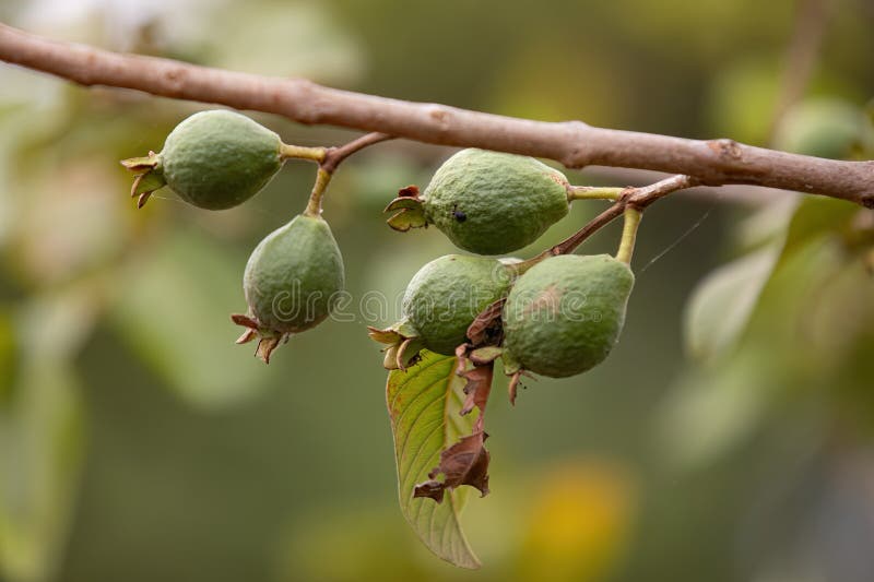 Small Guavas Fruit stock image. Image of blossom, guajava - 288920555