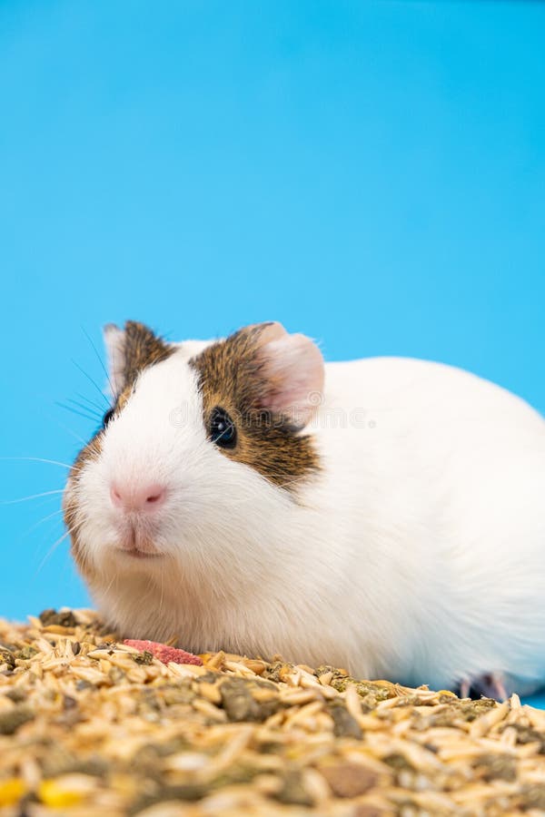 A Small Guinea Pig Sits Near the Feed on a Blue Background. Stock Image ...