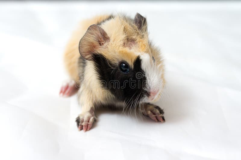 Small Guinea Pig Isolated on White Stock Image - Image of small, guinea ...