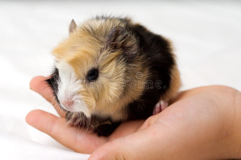 Small Guinea Pig Isolated on White Stock Image - Image of small, guinea ...
