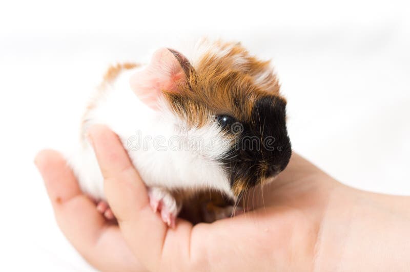 Small Guinea Pig Isolated on White Stock Image - Image of small, guinea ...