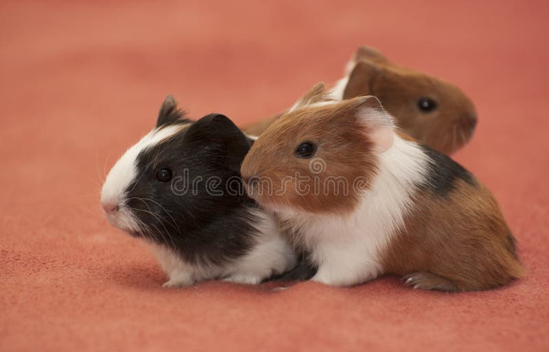 Small guinea pigs stock image. Image of cavy, cute, guinea - 36602043
