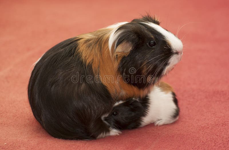 Small guinea pigs stock image. Image of young, furry - 36602045