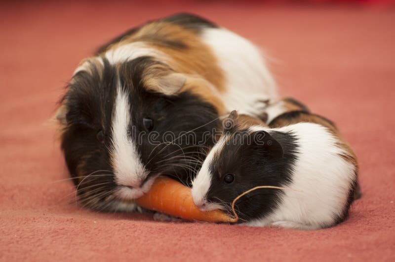 Small Guinea Pigs Royalty Free Stock Image - Image: 36602046