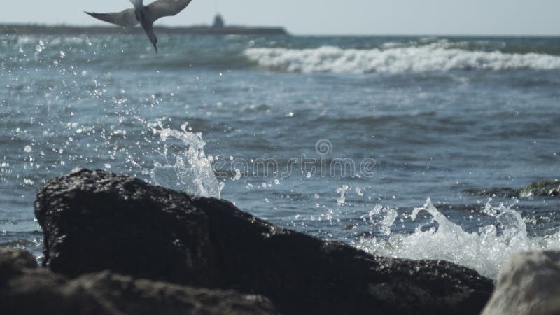 A Small Gull Dives into the Water Stock Photo - Image of seagull, rocks ...