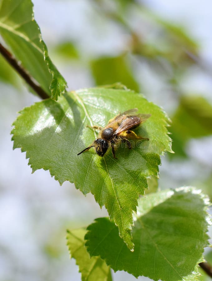 Solitary bee on a leaf stock photo. Image of macro, insect - 147079056