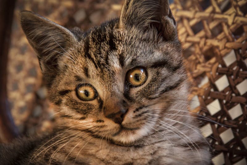 Small Half-breed Cat Puppy 2 Stock Image - Image of doggy, eyes: 174556929