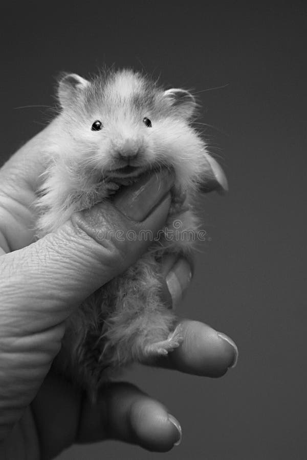 Small hamster - 6 stock photo. Image of fluffy, small, animal - 900416