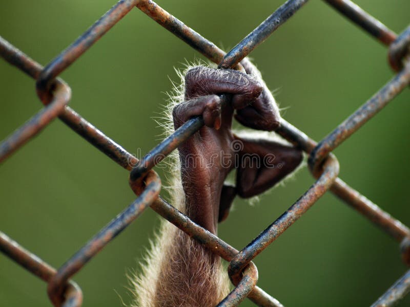 Small hand stock image. Image of cage, escape, rust, fist - 12286187