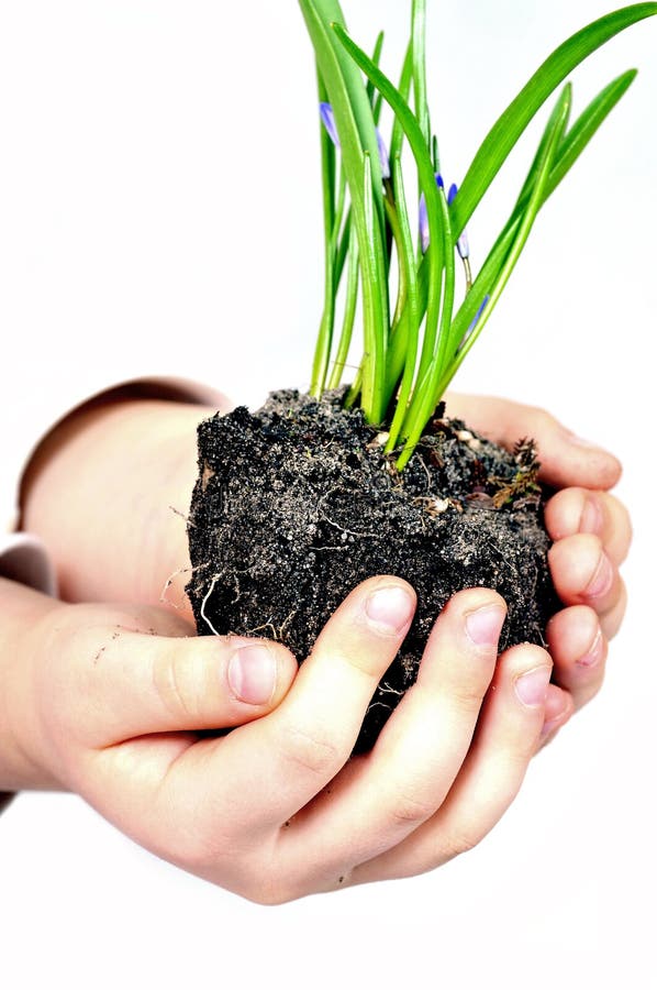 Small hand holding plants stock photo. Image of flowers - 4792332
