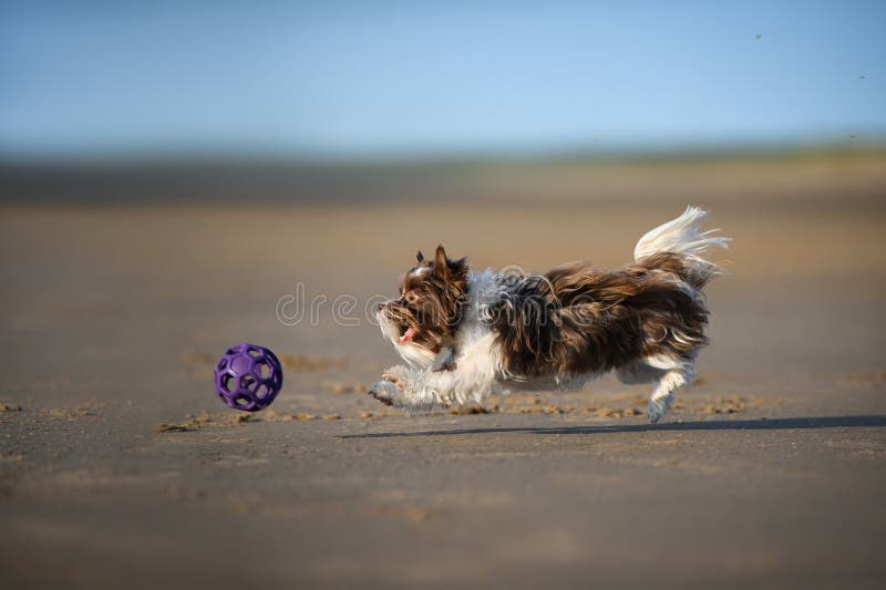 A Small Dog Chasing Lizards Stock Image - Image of friend, family ...