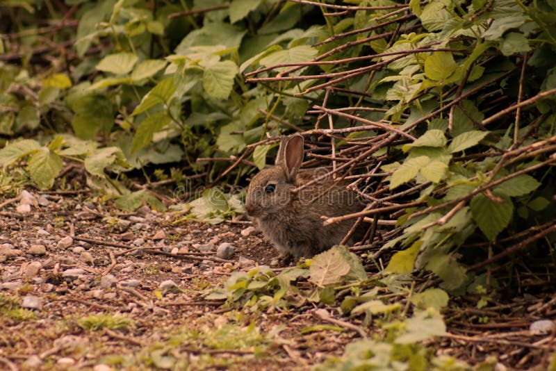 A Little Hare Hidden among the Plants Stock Image - Image of easter ...