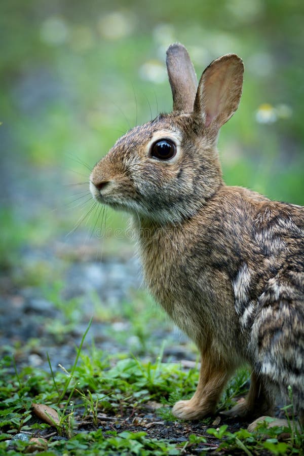 Small hare stock photo. Image of wild, green, meadow - 76919656