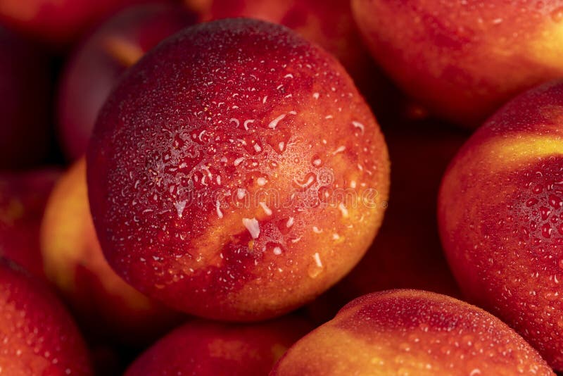 A Small Harvest of Ripe Washed Nectarines in Drops Stock Photo - Image ...