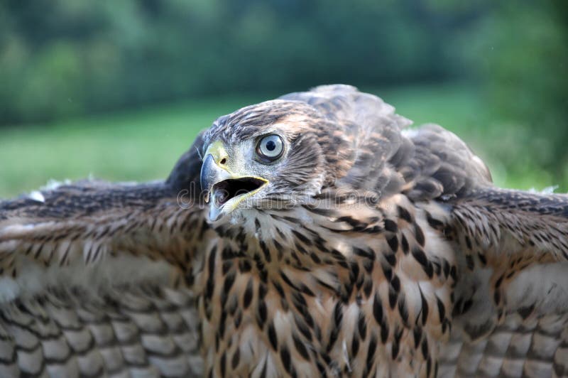 Small hawk close stock image. Image of claws, feathers - 66738785