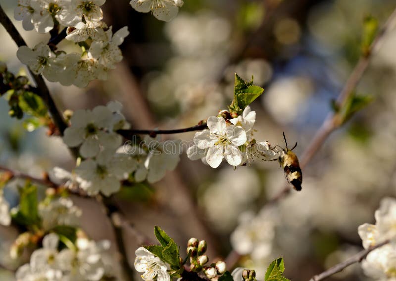 A Small Hawk Moth Flying in Cherry Trees Stock Image - Image of flower ...