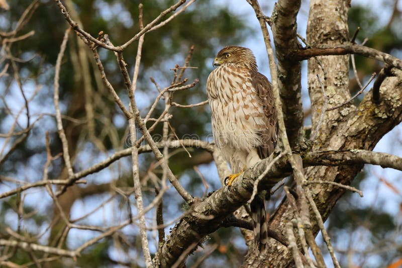 Small Hawk Perched on the Branches of a Tall Tree in a Lush, Green ...
