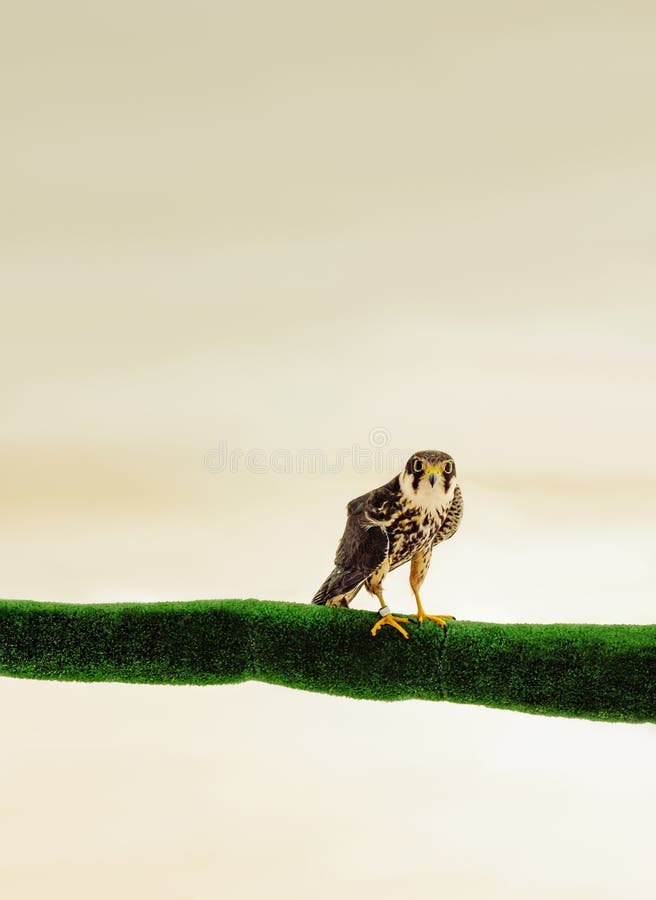 Small Hawk Perched on Wet Branch Outdoors Generated by AI Stock Image ...