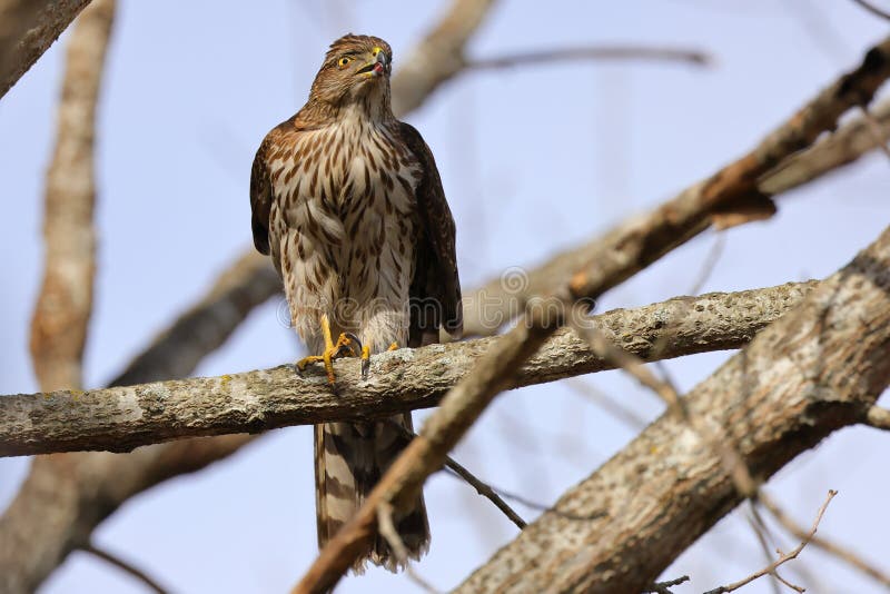 Small Hawk Perched on Wet Branch Outdoors Generated by AI Stock Image ...