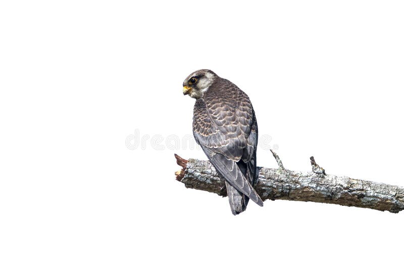 Hawk on white stock photo. Image of eagle, ferruginous - 12579890