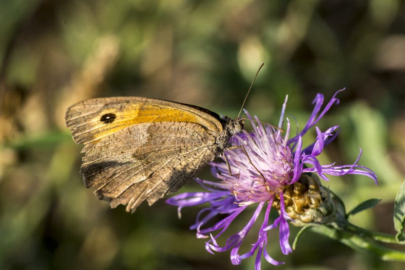 Small Hay Moth Coenonympha Pamphilus Stock Photo - Image of flower ...