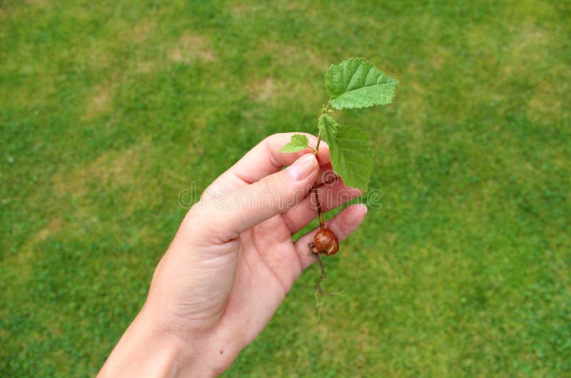 Small hazel sapling stock photo. Image of ingredient - 57175062