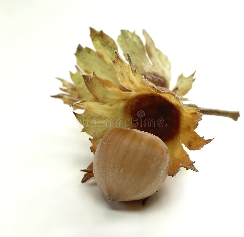 Small hazelnut twig stock photo. Image of healthy, nature - 1260626