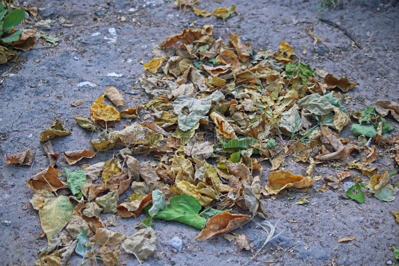 DRY FALLEN LEAVES in the SUNLIGHT Stock Image - Image of season ...