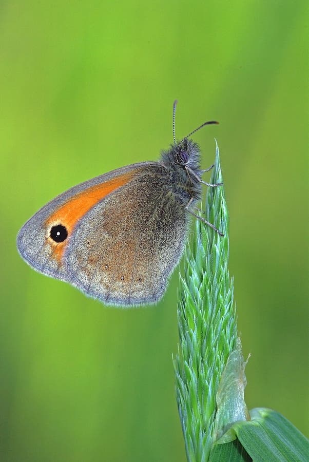 Small Heath Coenonympha Pamphilus Stock Photo - Image of heath, antenna ...