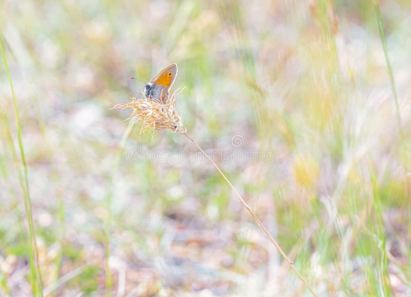 Small Heath Butterfly, Coenonympha Pamphilus, on a Flower Stock Photo ...