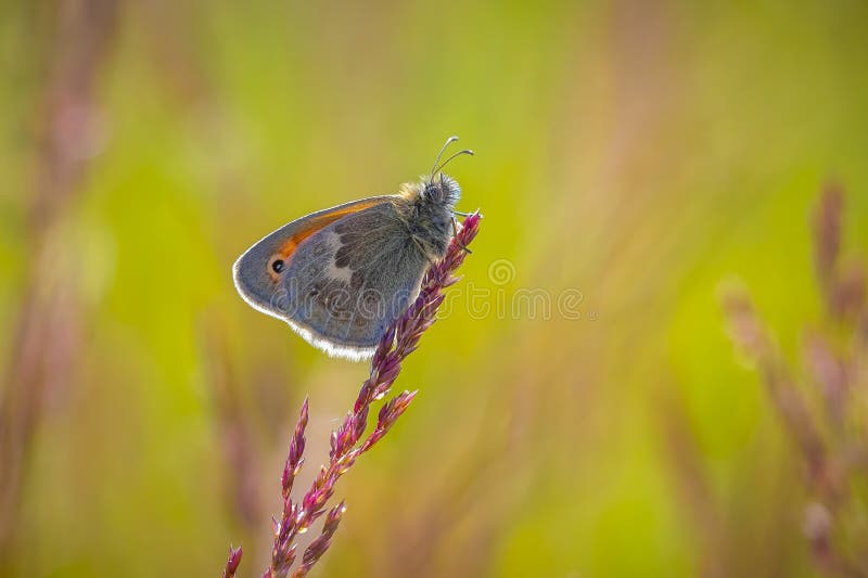 Small Heath Butterfly Coenonympha Pamphilus Resting Stock Image - Image ...