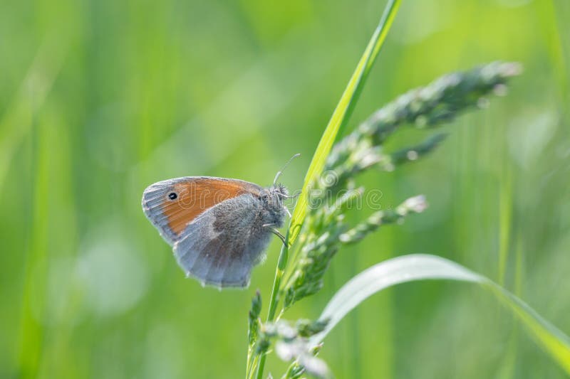 Small Heath Butterfly (Coenonympha Pamphilus). Stock Photo - Image of ...