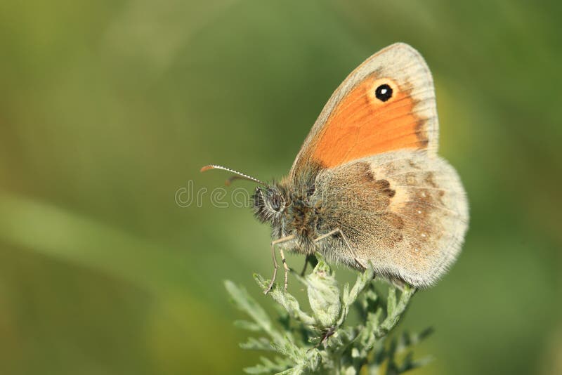 The Small Heath Butterfly / Coenonympha Pamphilus Close-up Stock Image ...