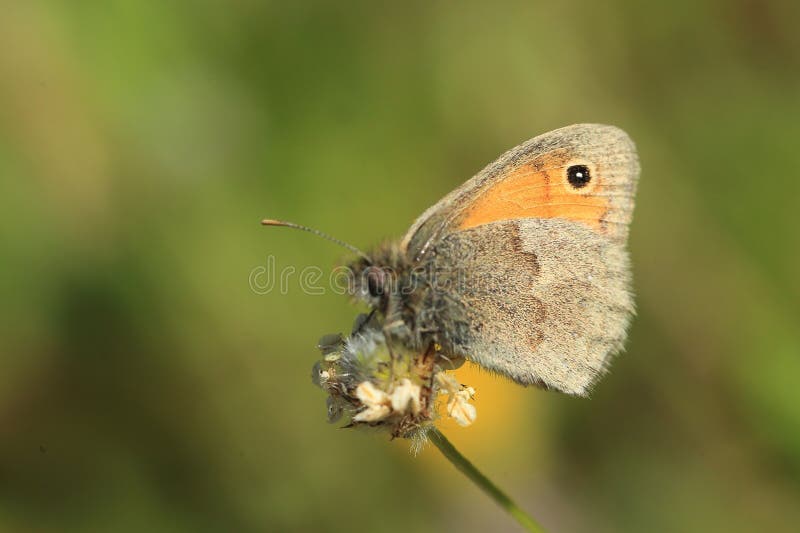 Small heath butterfly stock image. Image of nature, adult - 316296227