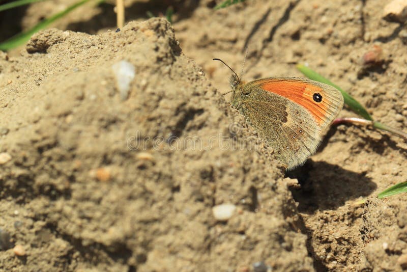 Small heath butterfly stock image. Image of pamphilus - 256570535