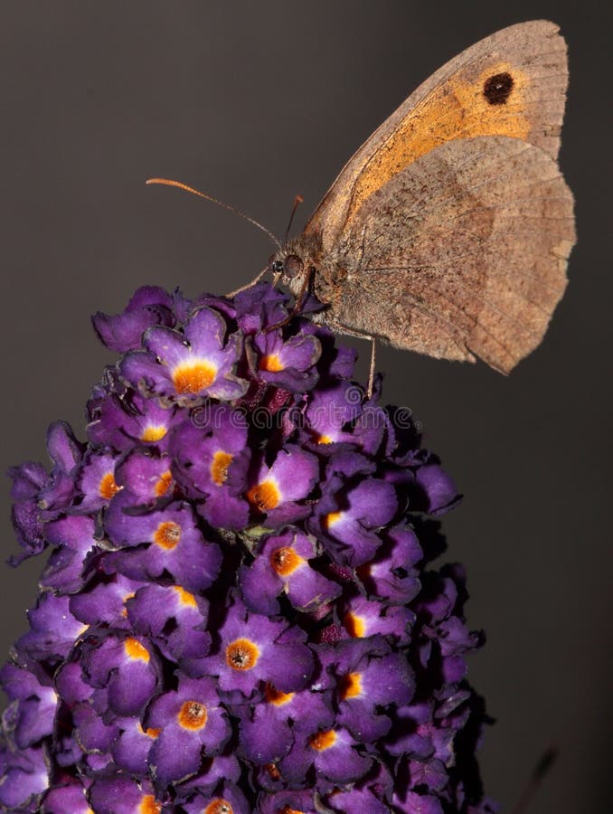 Small heath butterfly. stock photo. Image of wild, heath - 43371384